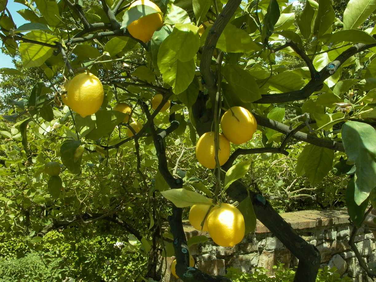 The Life-Changing Lemon Tree – Place Called Simplicity